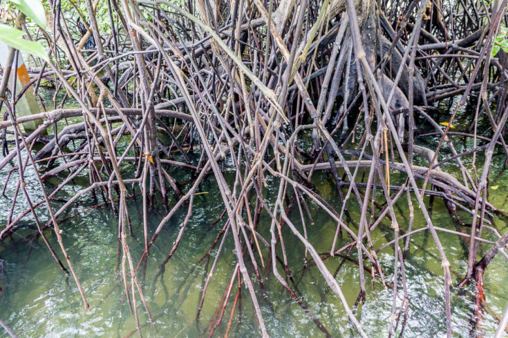 Mangrove and Wildlife at Sungei Buloh Wetland Reserve - Migratory Bird ...