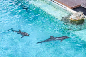 31 Things To Do in Sentosa Island, Singapore