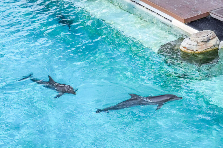 31 Things To Do in Sentosa Island, Singapore