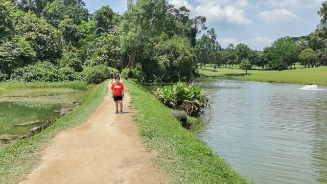 Visiting MacRitchie Reservoir: Everything You Need to Know