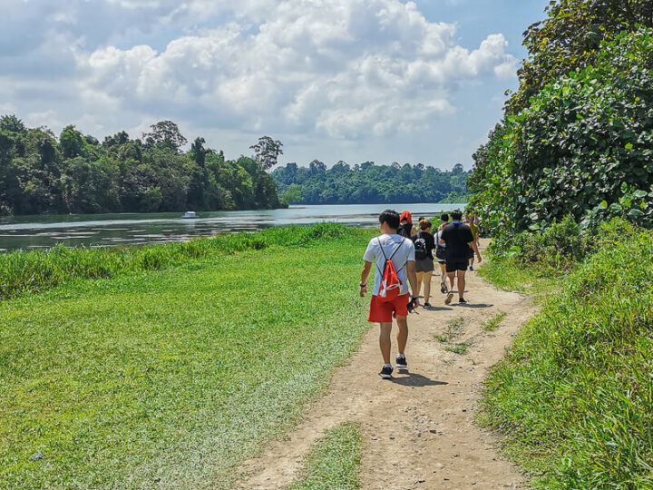 Visiting MacRitchie Reservoir: Everything You Need to Know - Trevallog