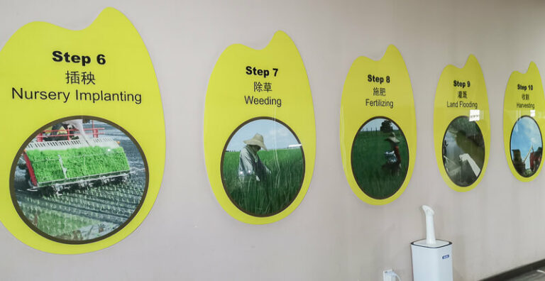 Visiting Paddy Gallery at Sekinchan, Malaysia