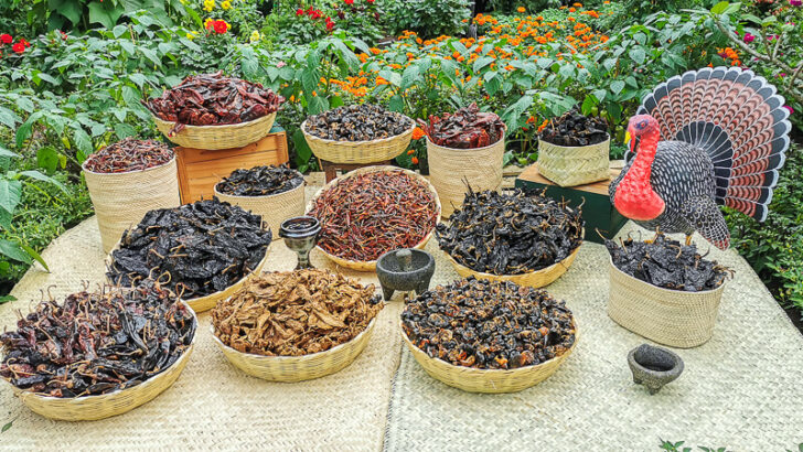 Hanging Gardens - Mexican Roots at Flower Dome, Gardens by the Bay (2022)