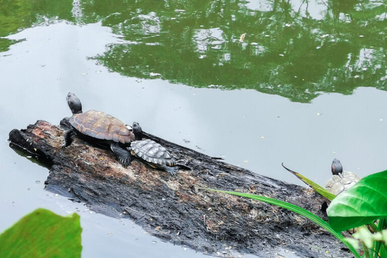 Guide to Visiting Little Guilin in Singapore (Bukit Batok Town Park)