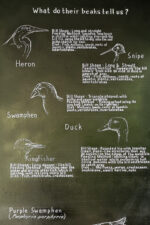 Guide to Visiting Kranji Marshes Singapore