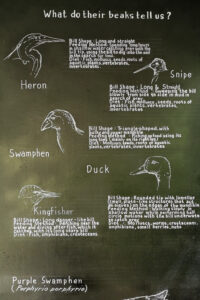 Guide to Visiting Kranji Marshes Singapore