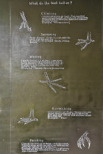 Guide to Visiting Kranji Marshes Singapore