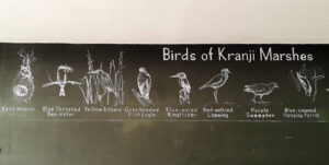 Guide to Visiting Kranji Marshes Singapore